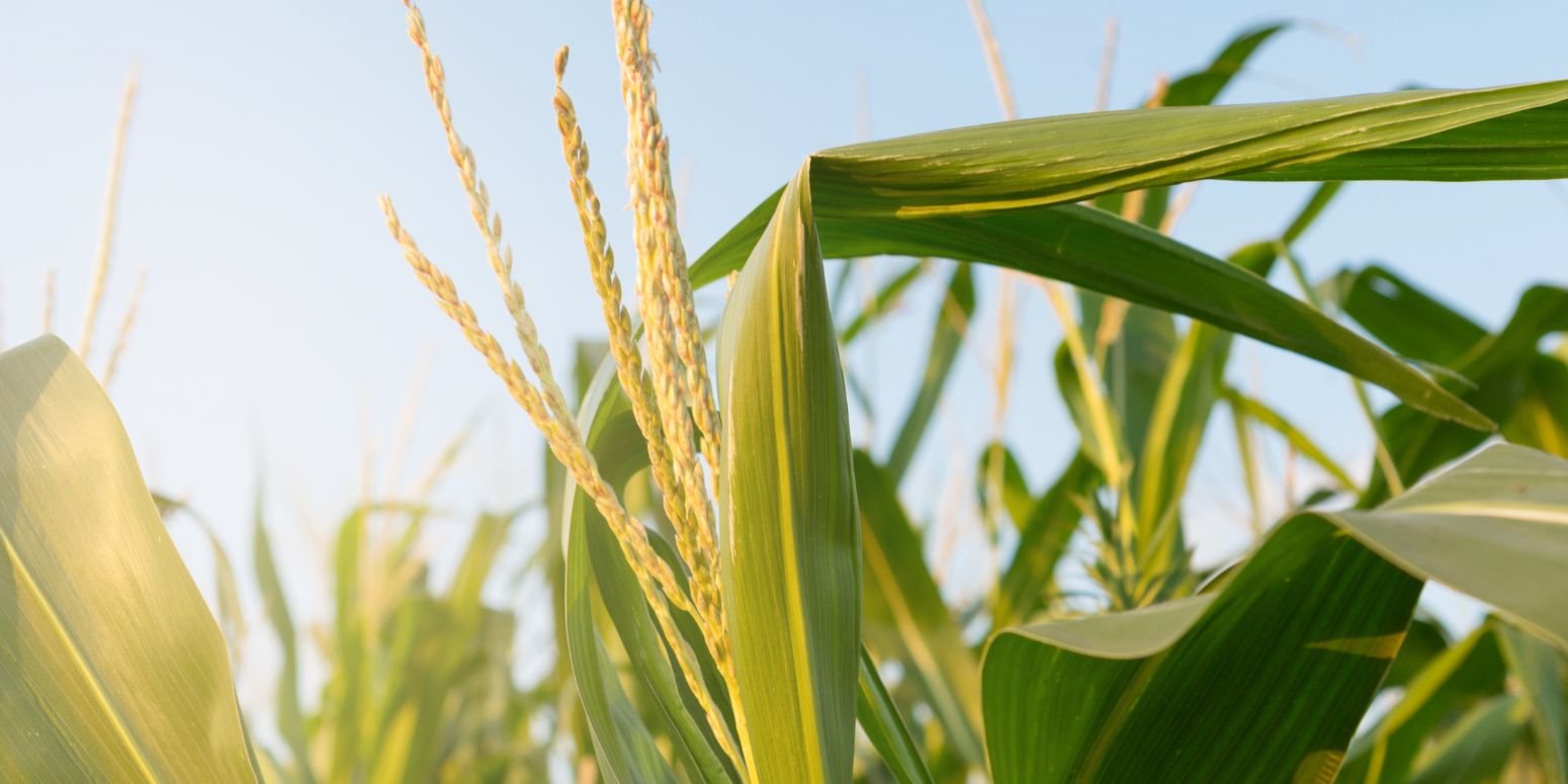 Ethox Chemicals- The American Chemical Company